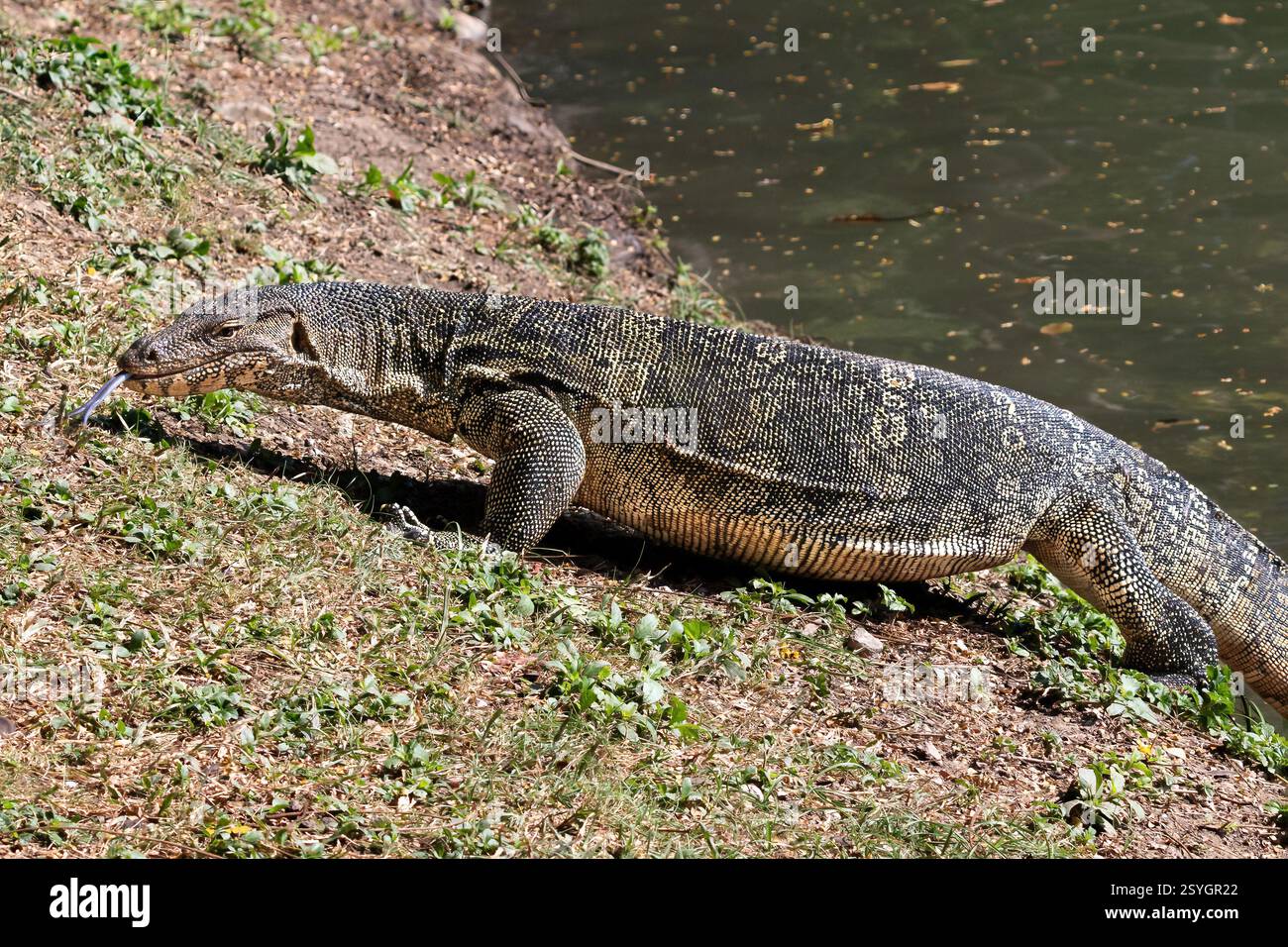 Closeup portrait of asian Water Monitor lizard (Varanus salvator ...