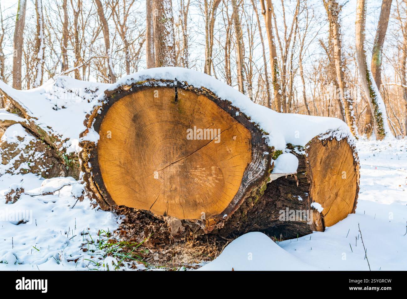 Fallen tree in frost covered hi-res stock photography and images - Alamy
