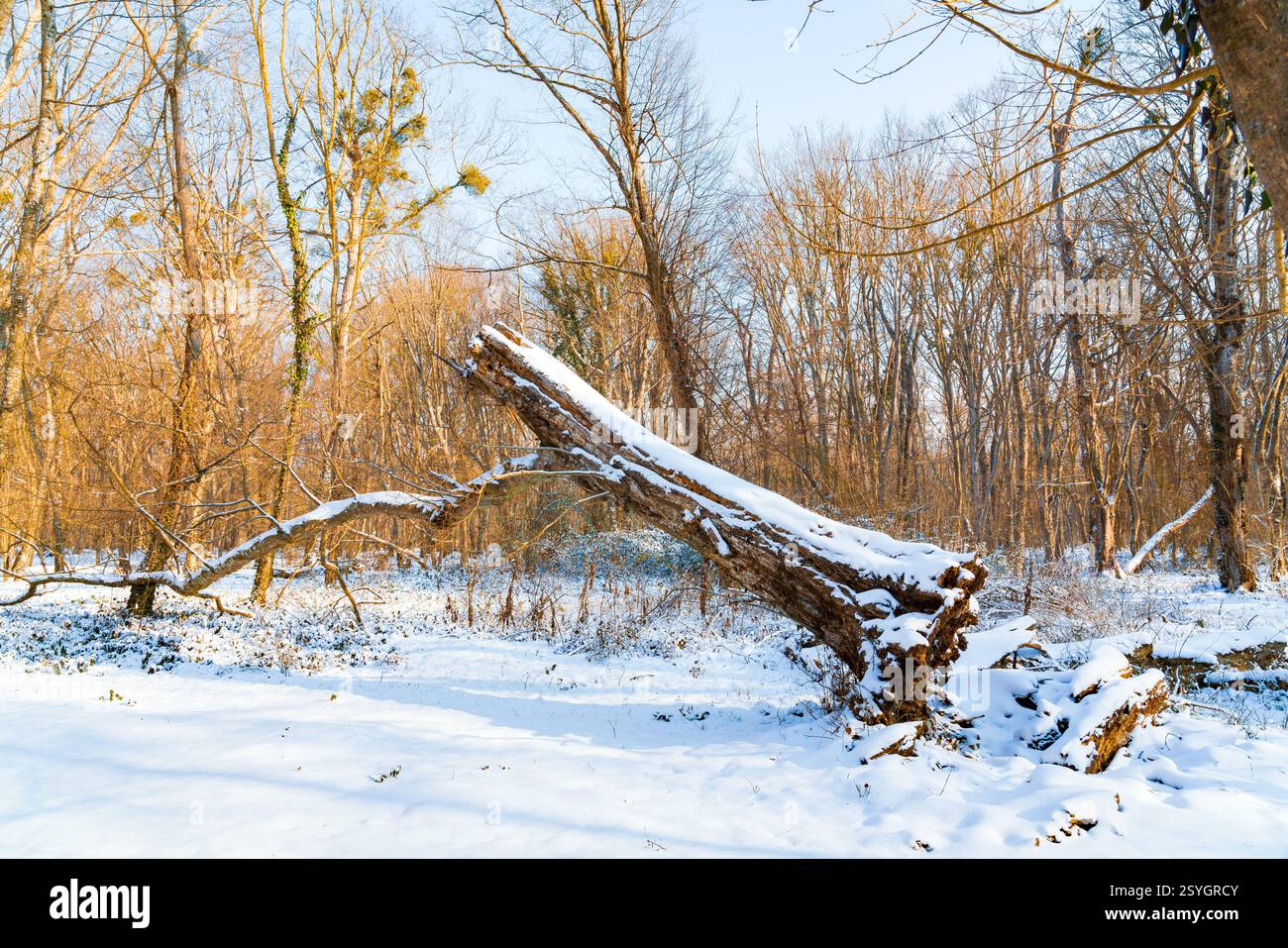 Fallen tree in frost covered hi-res stock photography and images - Alamy