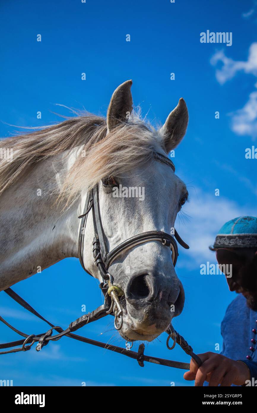 portrait of dark palomino horse. Horse head with long mane in profile ...