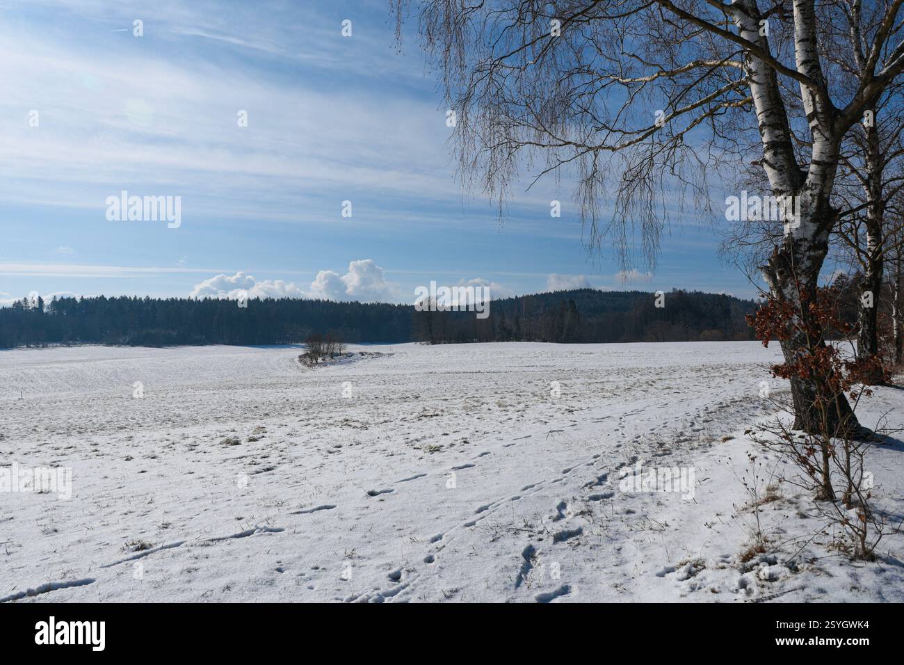 Snow-covered meadow with white birch trees in the foreground. The ...