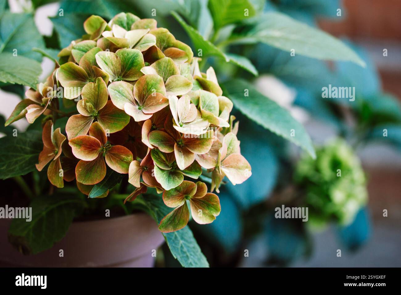 Large-leaved hydrangea hydrangea flower buds with green petals in home ...