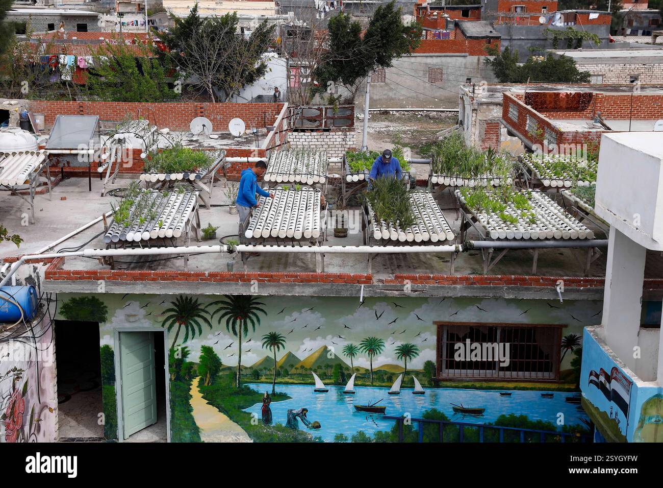 Beheira, Egypt. 18th Feb, 2025. Two farmers tend to a rooftop vegetable ...