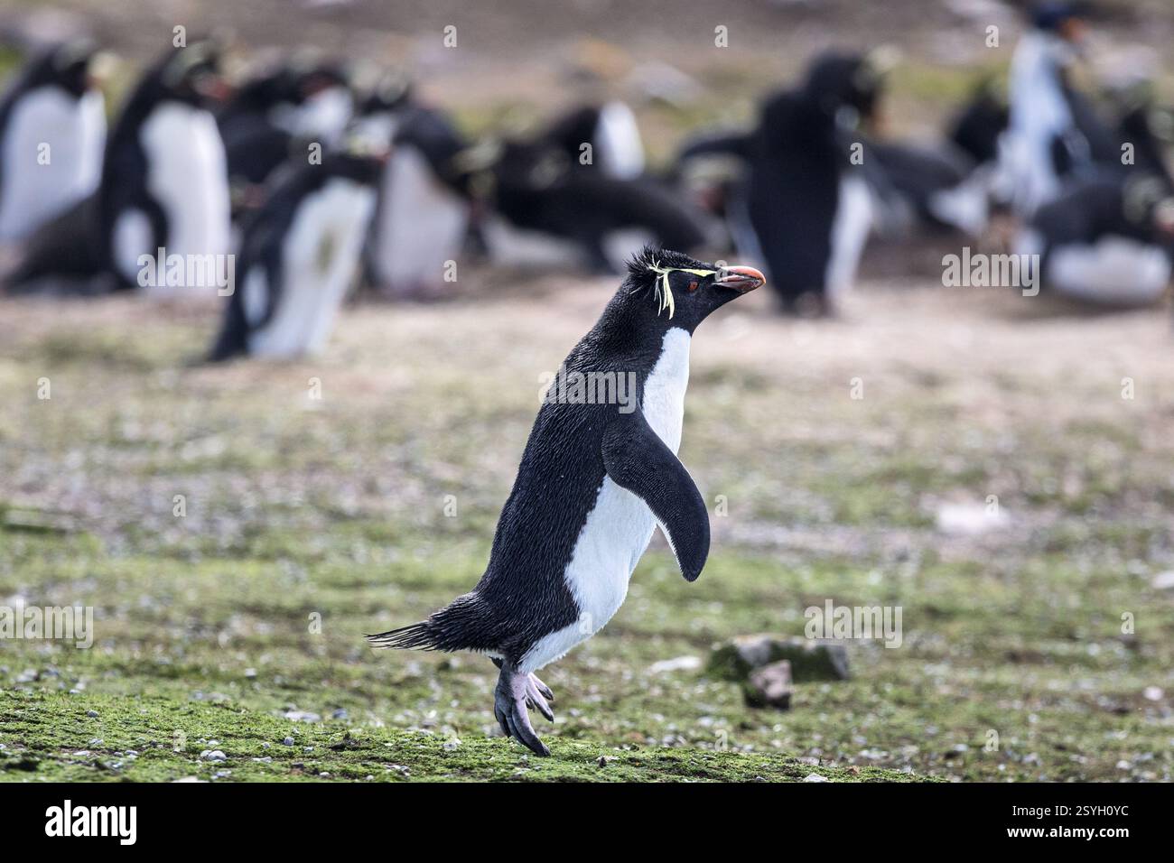 Southern Rockhopper (Western) Penguin + hopping, Cape Bourgainville ...