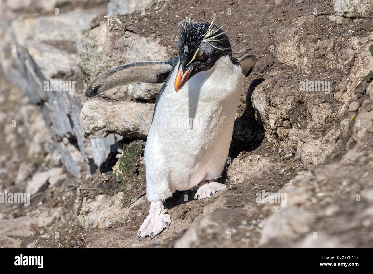 Southern Rockhopper (Western) Penguin, climbing down cliff, Cape ...