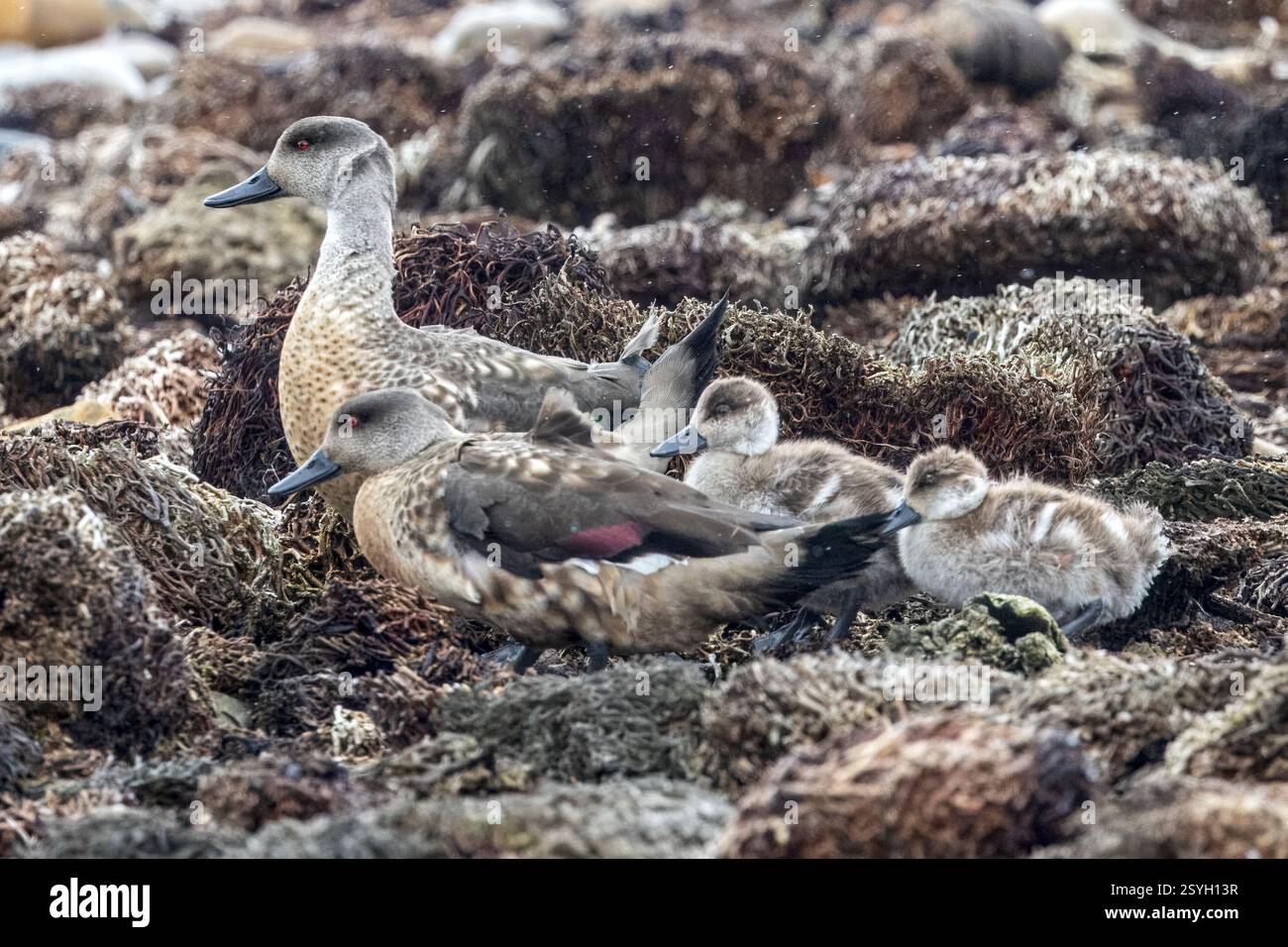 Patagonian Crested Duck aka Grey Duck, Pebble Island, Falkland Islands ...
