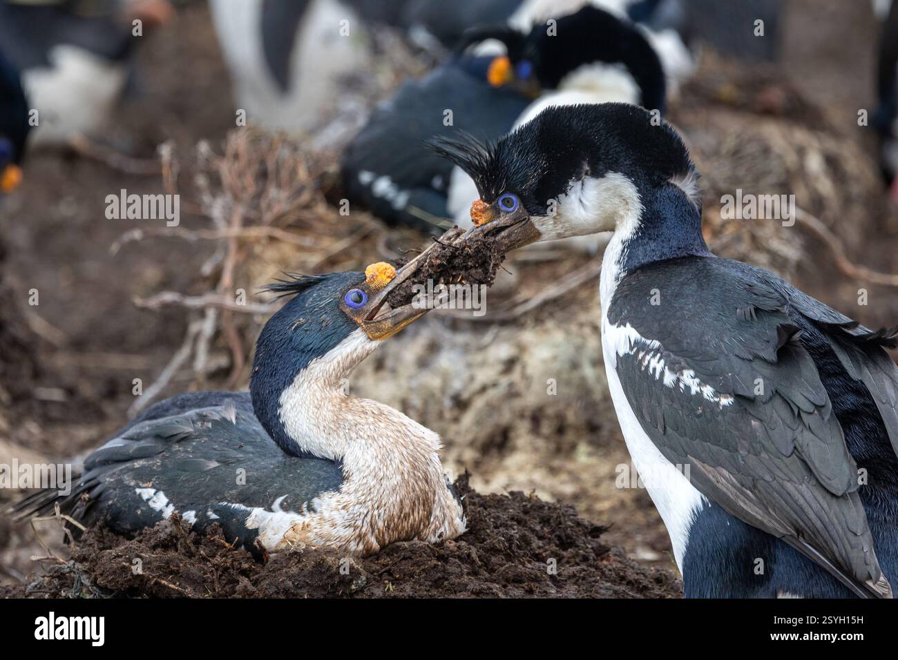 Imperial Cormorant nest building & bonding/mating display, Pebble ...