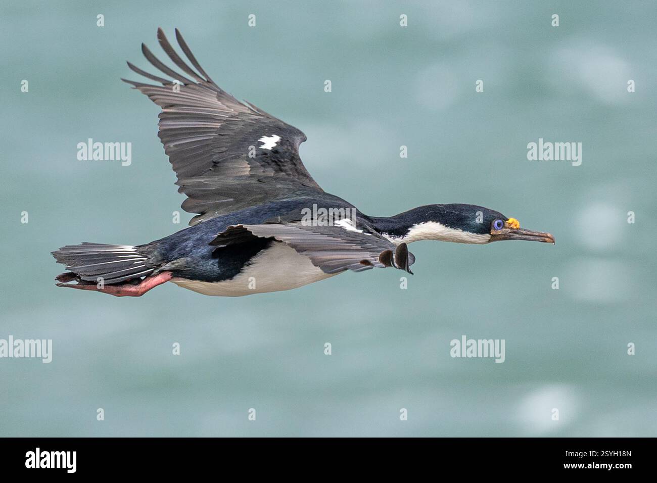 Imperial Cormorant nest building, Pebble Island, Falkland Islands Stock ...