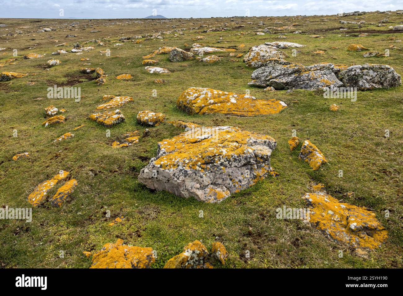 Landscape, Pebble Island, Falkland Islands Stock Photo - Alamy