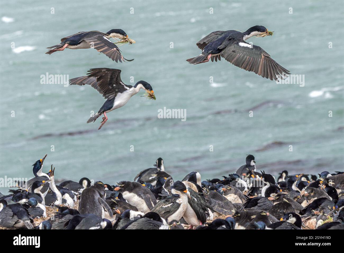 Imperial Cormorant nest building & bonding/mating display, Pebble ...
