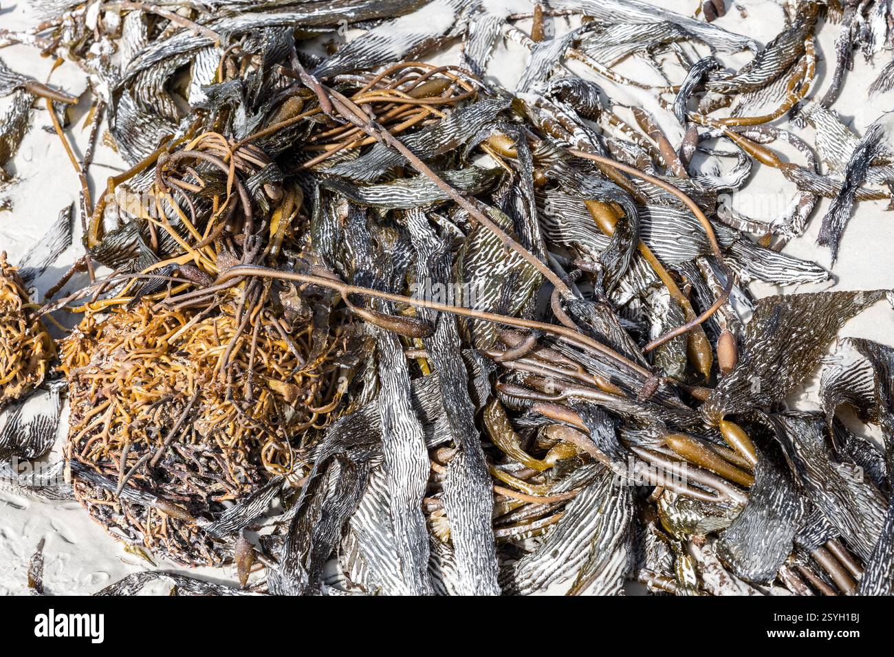 Kelp, Pebble Island, Falkland Islands Stock Photo - Alamy