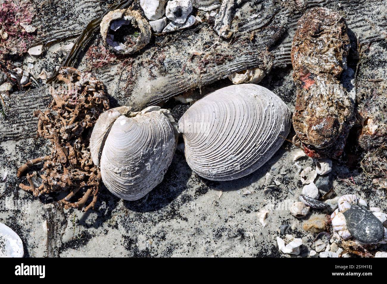Damaged Clam, ? attacked by bird, Elephant Bay, Pebble Island, Falkland ...