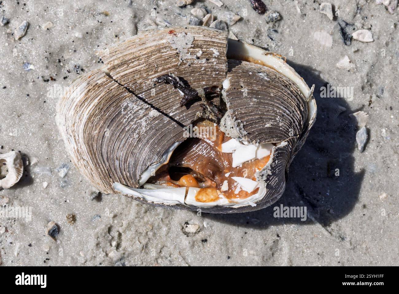 Damaged Clam, ? attacked by bird, Elephant Bay, Pebble Island, Falkland ...