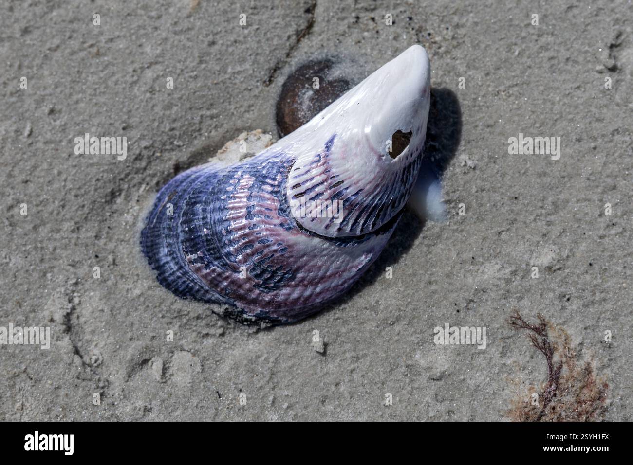 Islands bivalve hi-res stock photography and images - Alamy