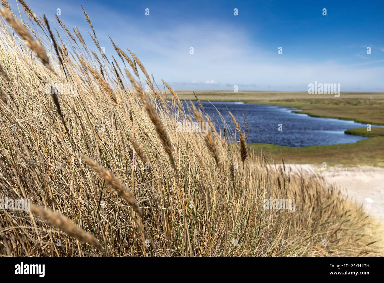 Marram aka Sand, grass, Ammophila arenaria, dunes + big pond, Elephant ...