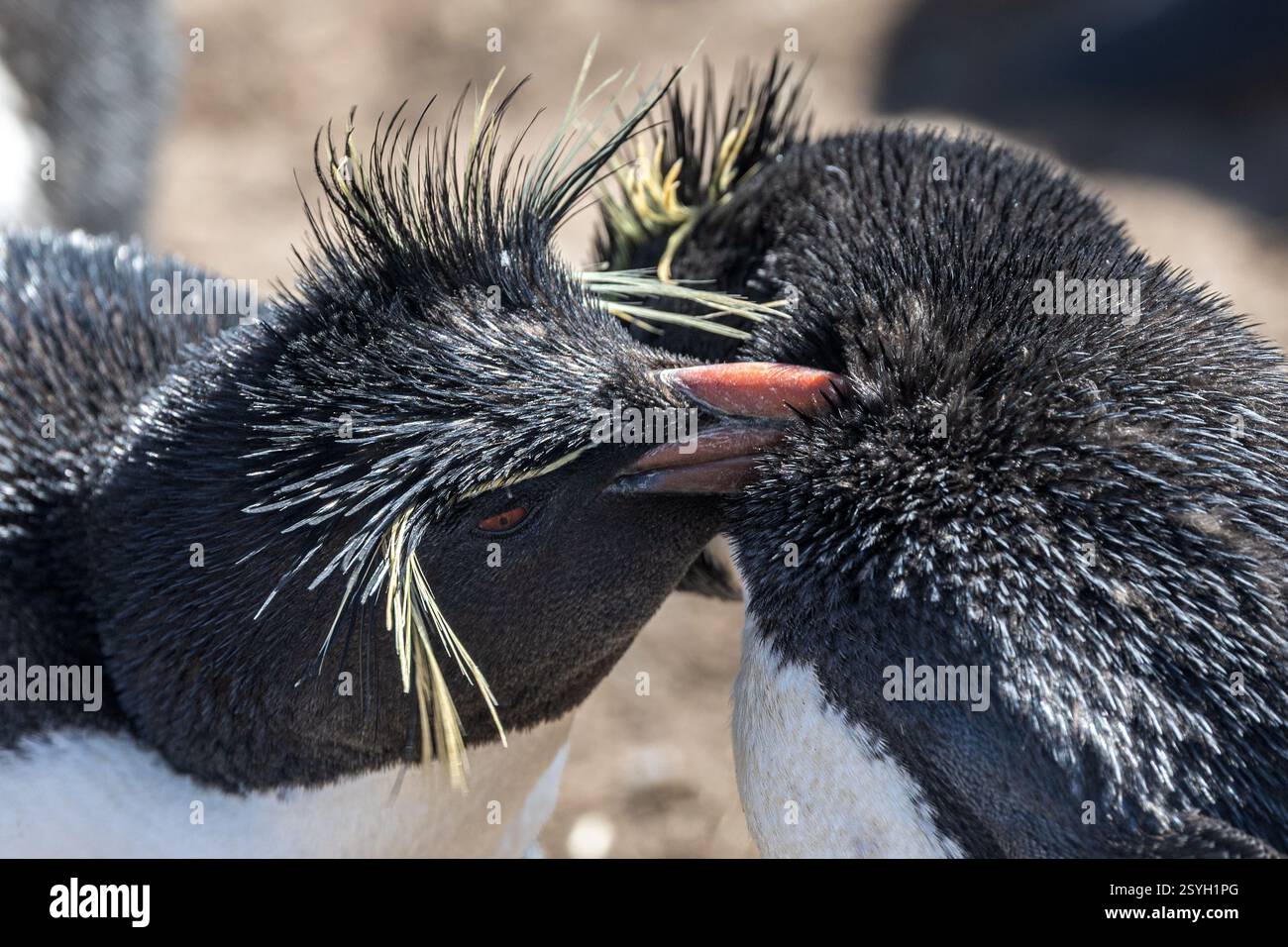 Southern Rockhopper (Western) Penguin colony, bonding, Cape ...