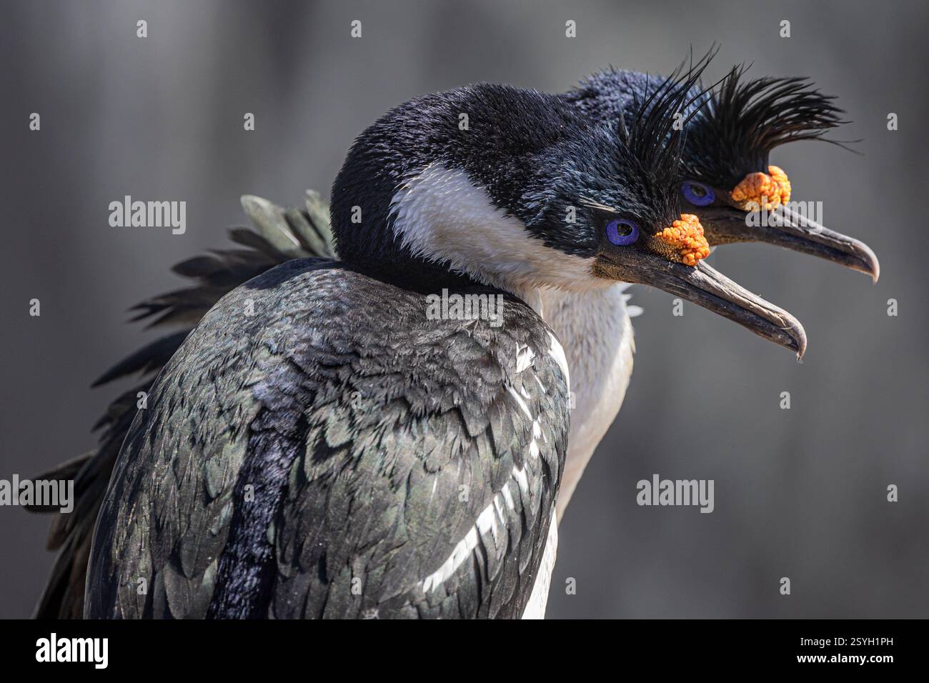 Imperial Cormorant, courting display, Cape Bourgainville, East Island ...