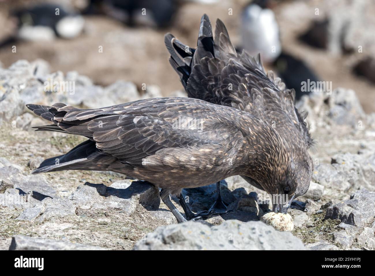 Falkland Skuas, eating Southern Rockhopper (Western) Penguin egg, Cape ...
