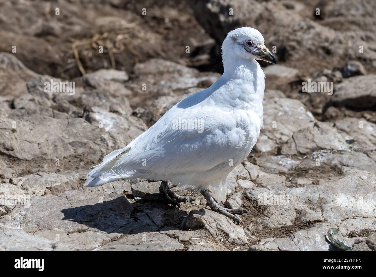 Snowy Sheathbill, Chionis albus, aka Mutts, Cape Bourgainville, East ...