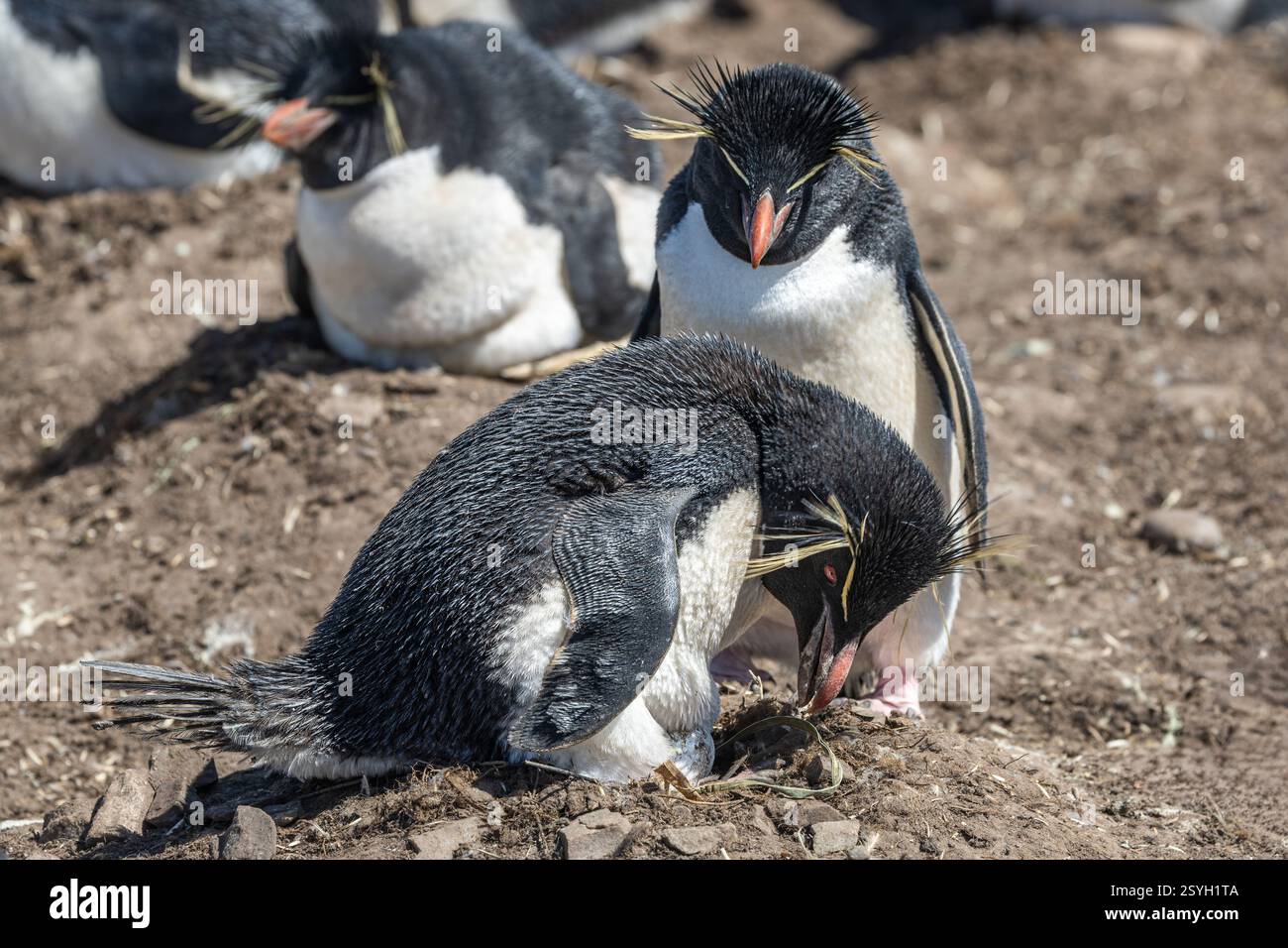 Southern Rockhopper (Western) Penguin colony, incubating egg, Cape ...