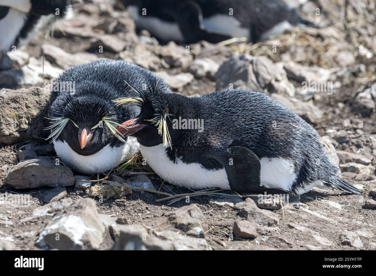 Southern Rockhopper (Western) Penguin colony, on nest, Cape ...