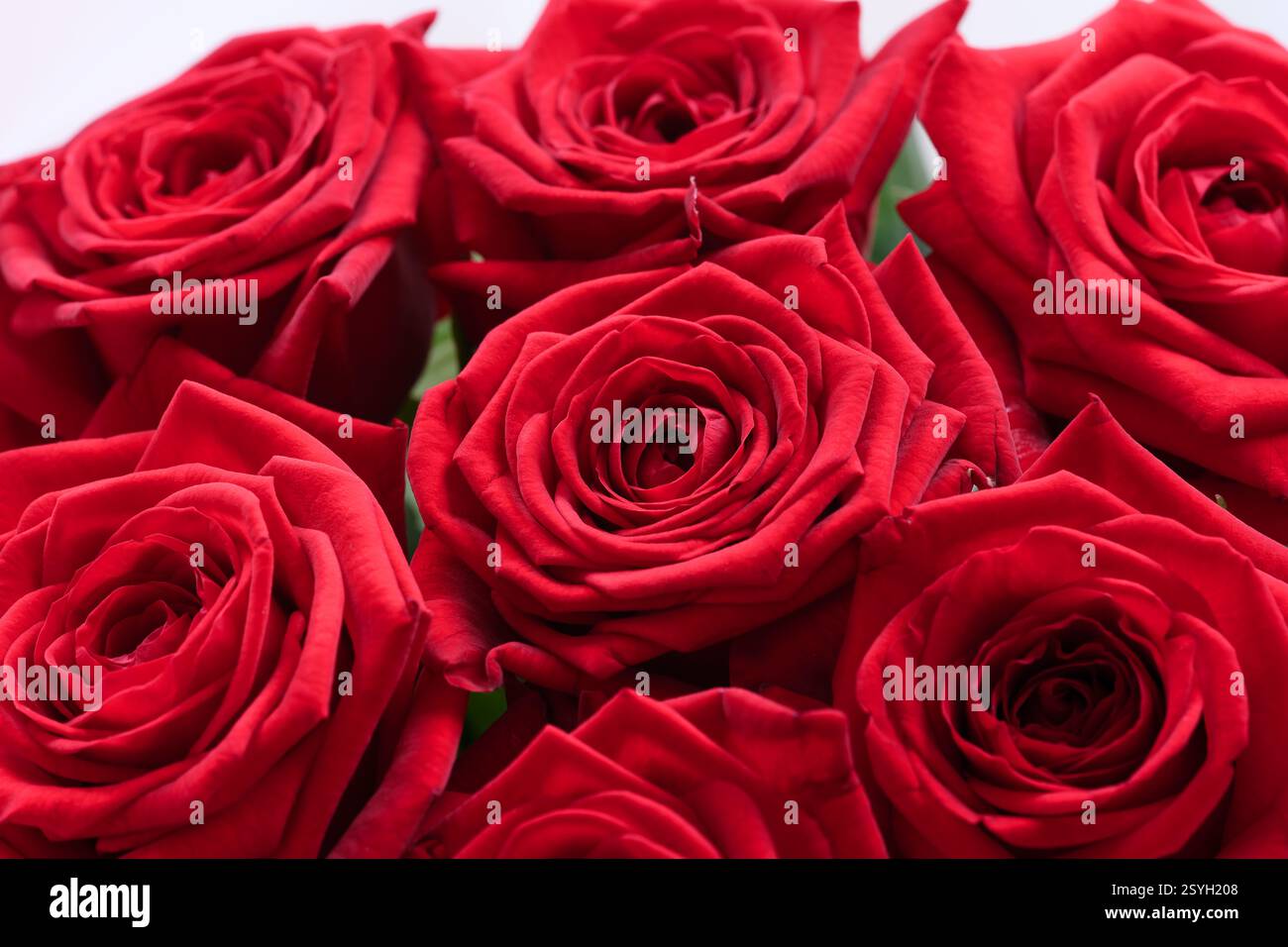 Seven red roses hi-res stock photography and images - Alamy