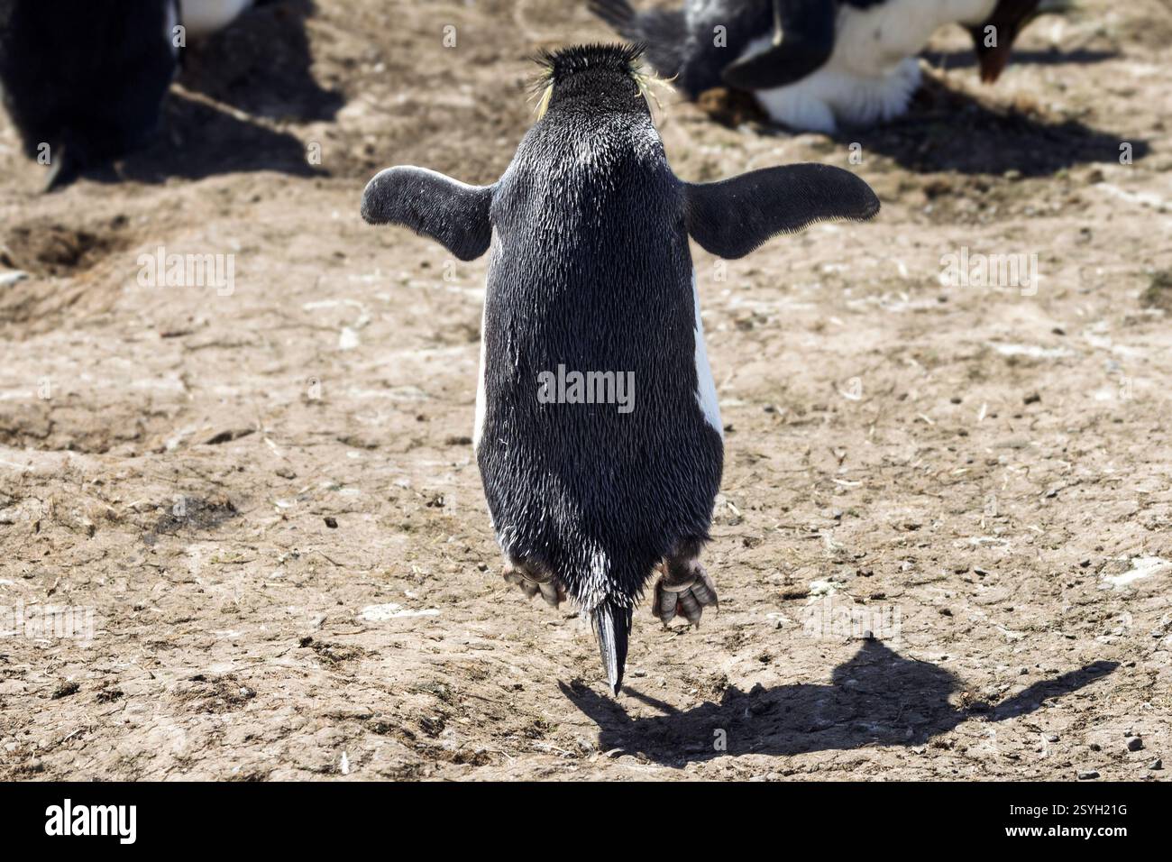 Southern Rockhopper (Western) Penguin, hopping, Cape Bourgainville ...