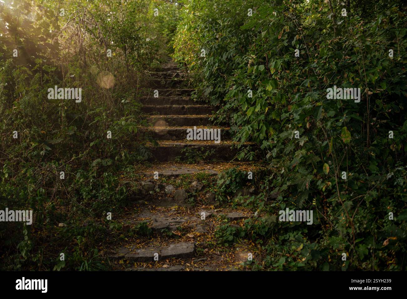 Stone steps with soft sunset light among lush greenery. Staircase among ...