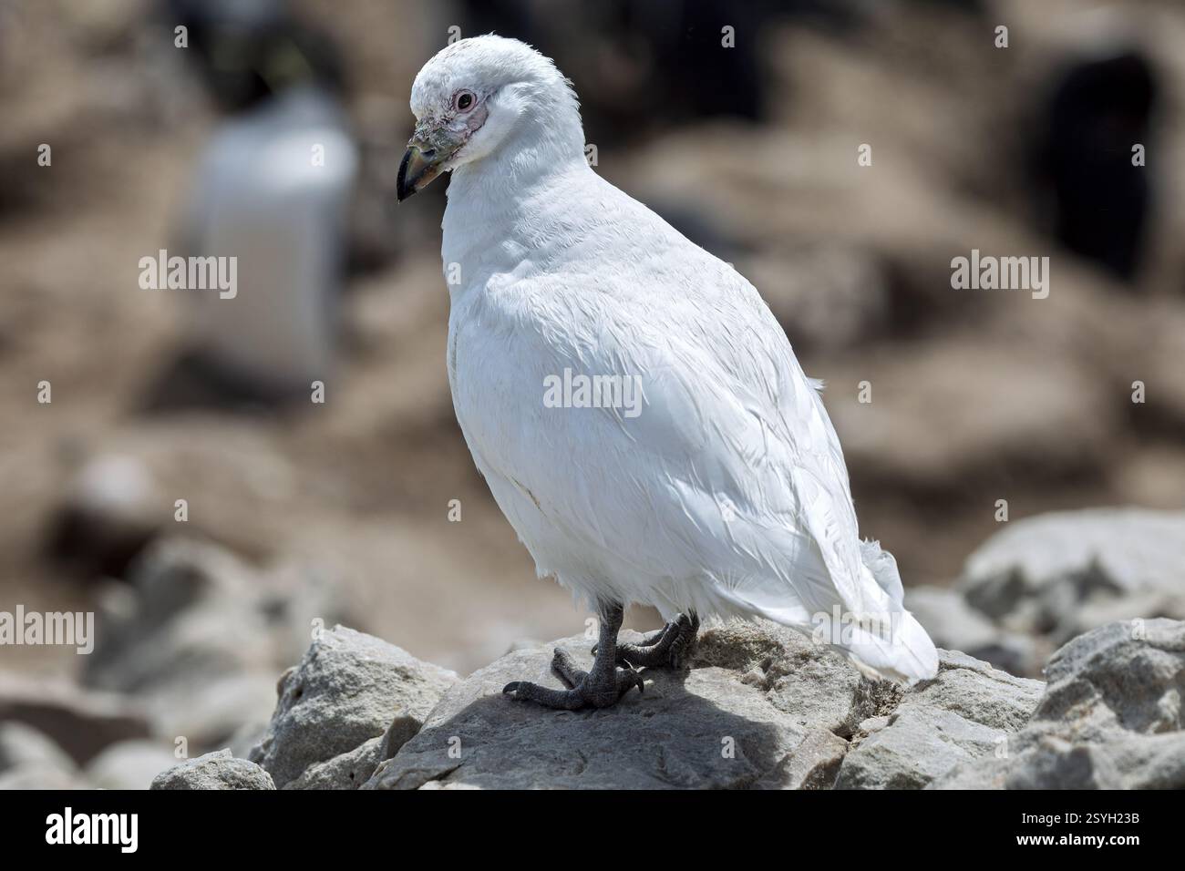 Snowy Sheathbill, Chionis albus, aka Mutts, Cape Bourgainville, East ...