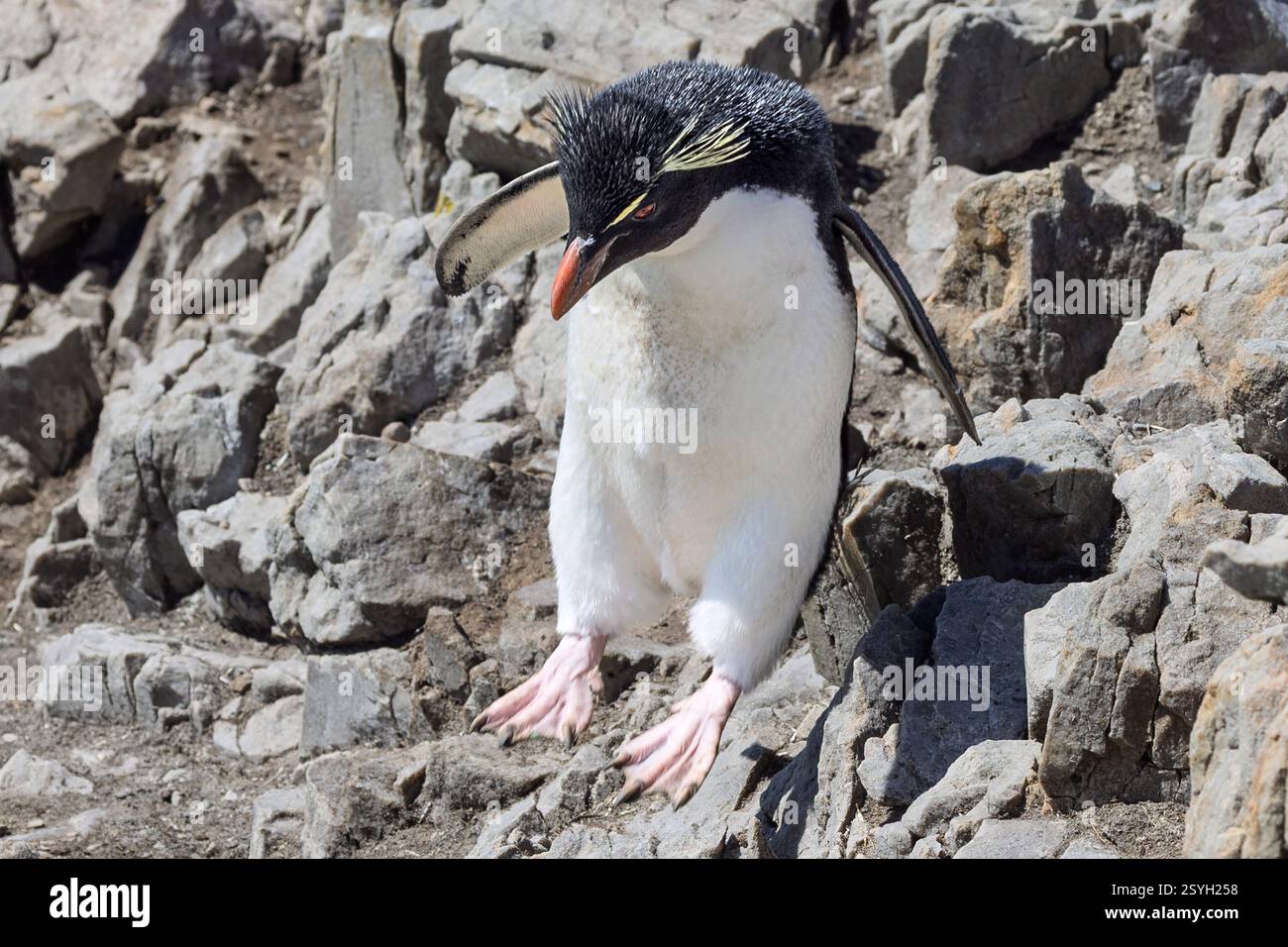 Southern Rockhopper (Western) Penguin hopping, Cape Bourgainville, East ...