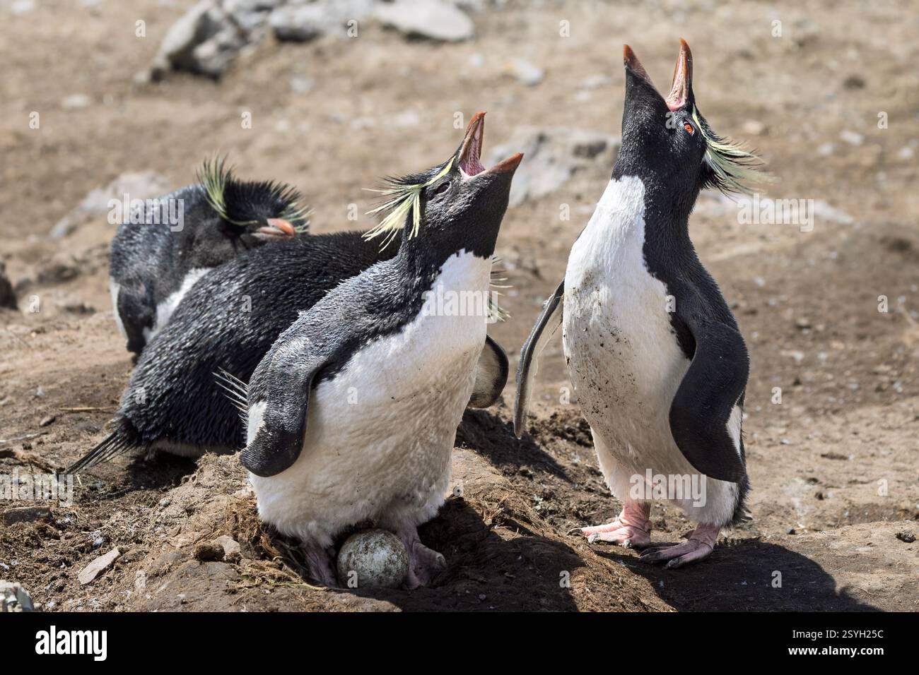 Rockhopper Penguin incubating egg in nest & calling, colony, Southern ...