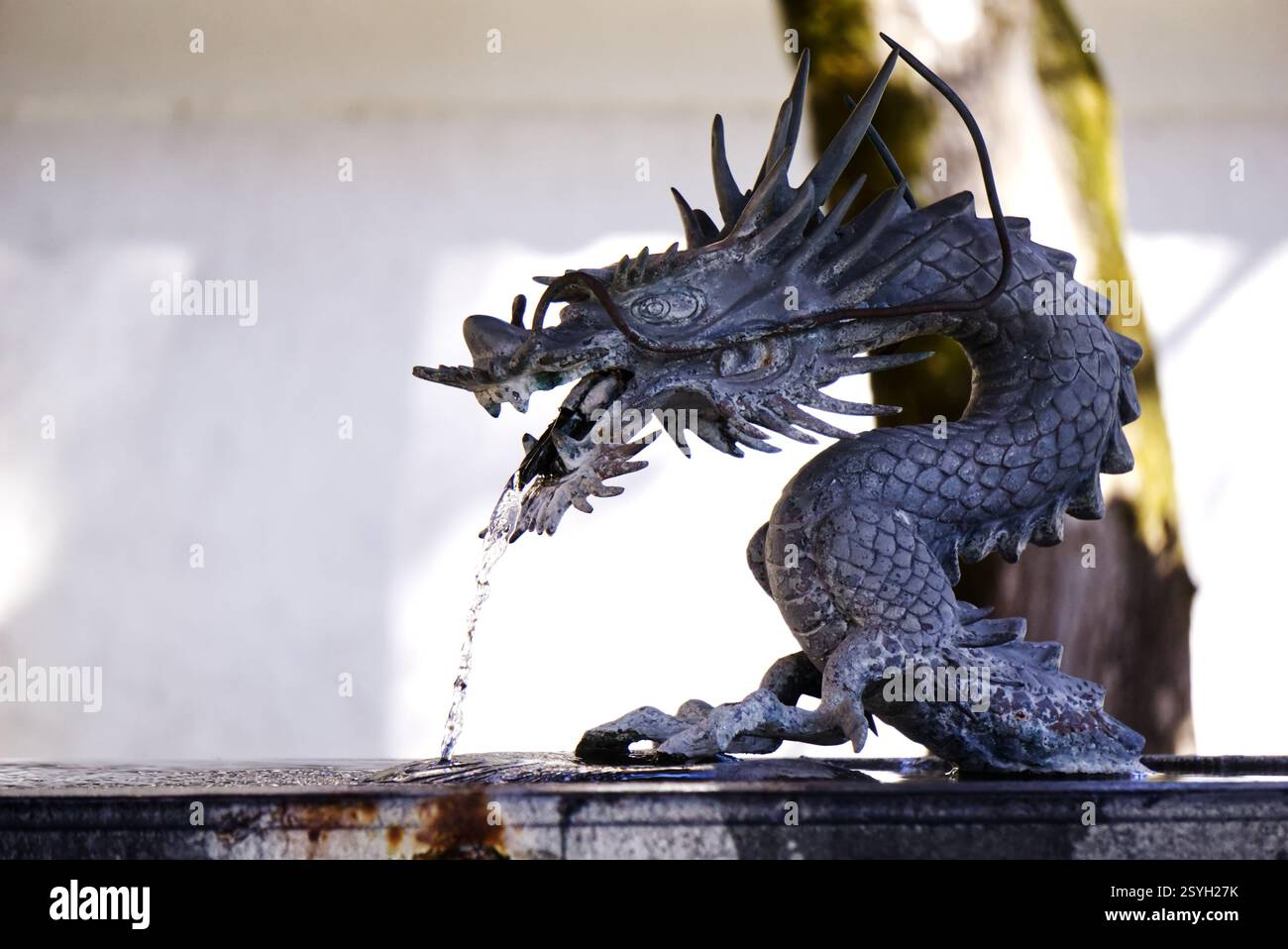 Dragon shape in tree hi-res stock photography and images - Alamy