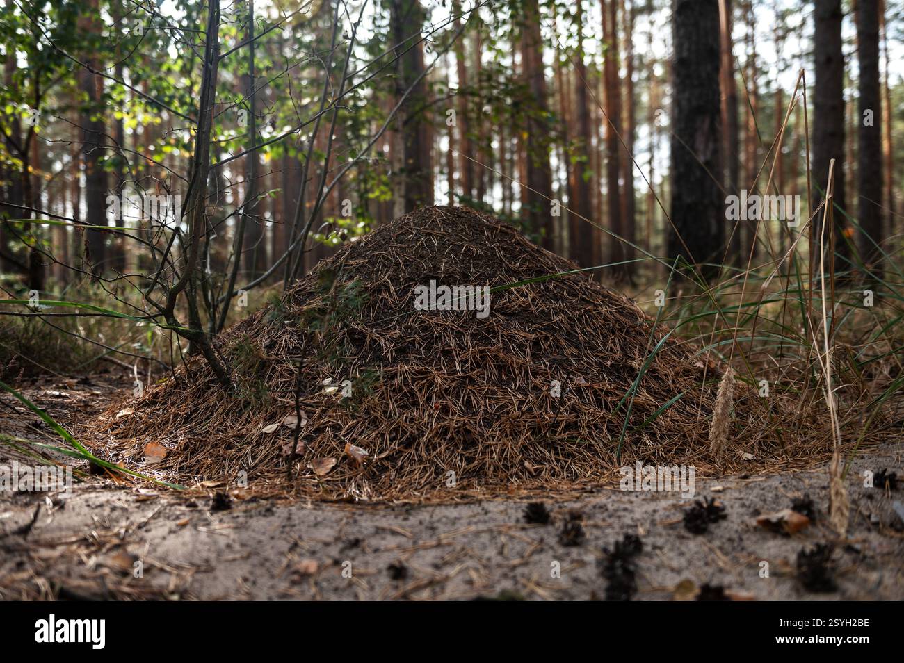 Ant hill natural home workers hi-res stock photography and images - Alamy