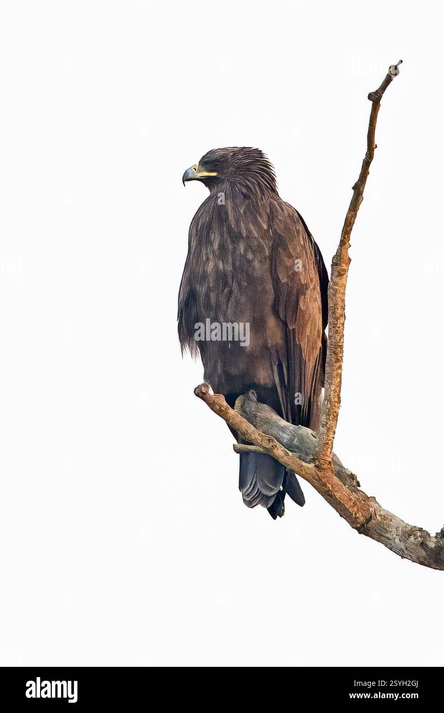 Assam bird hi-res stock photography and images - Alamy