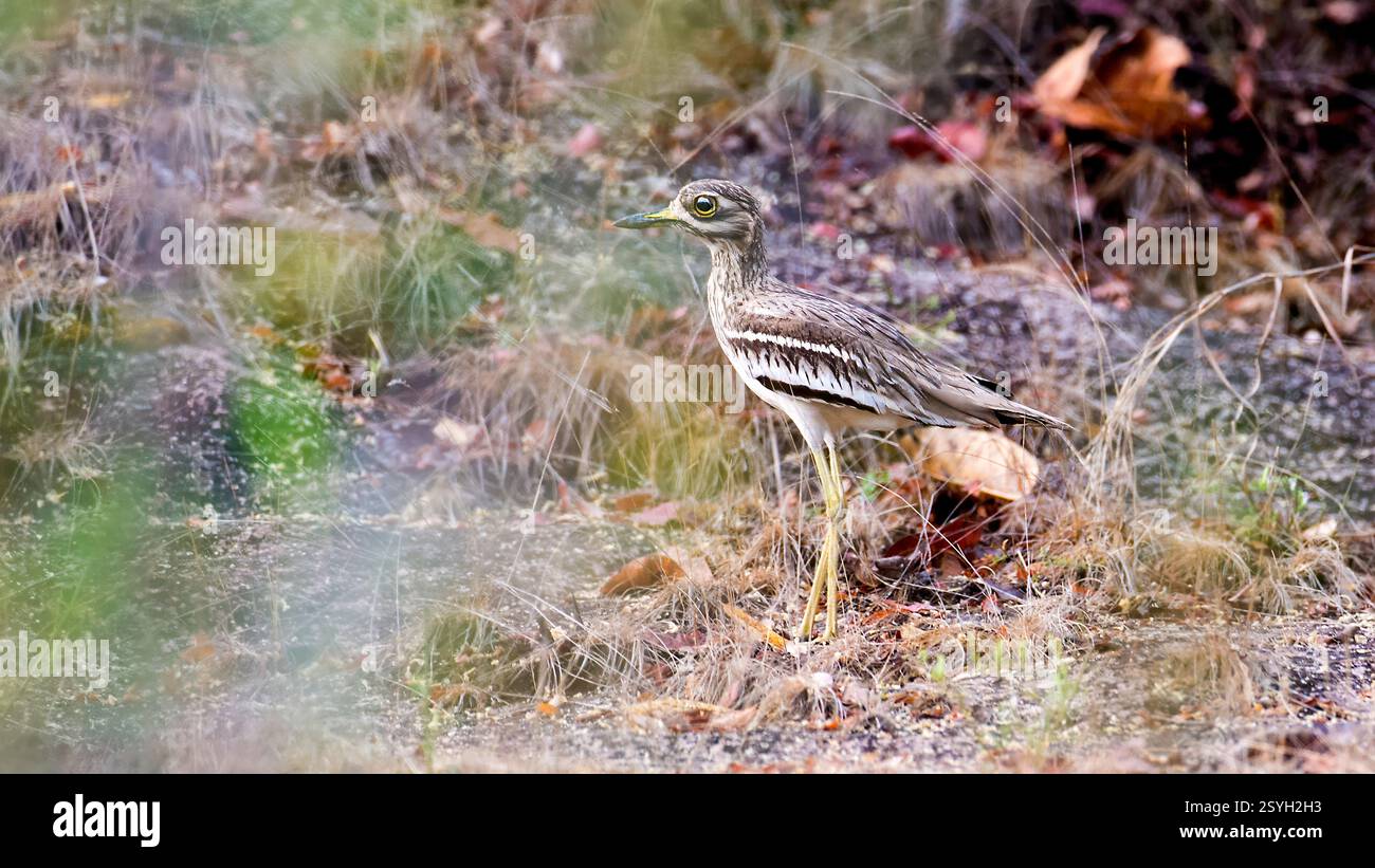 Indian stone curlew thick hi-res stock photography and images - Alamy