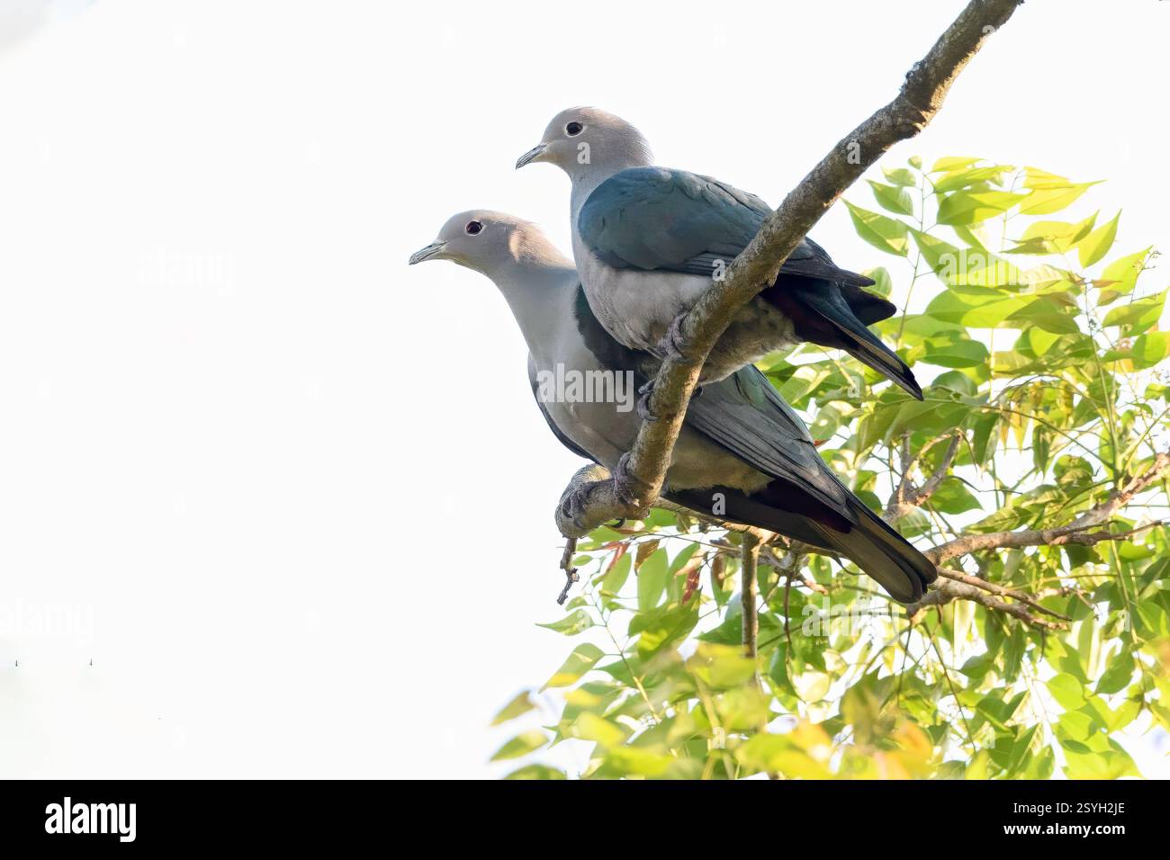 Green imperial pigeons (Ducula aenea) from Kaziranga NP, Assam, India ...
