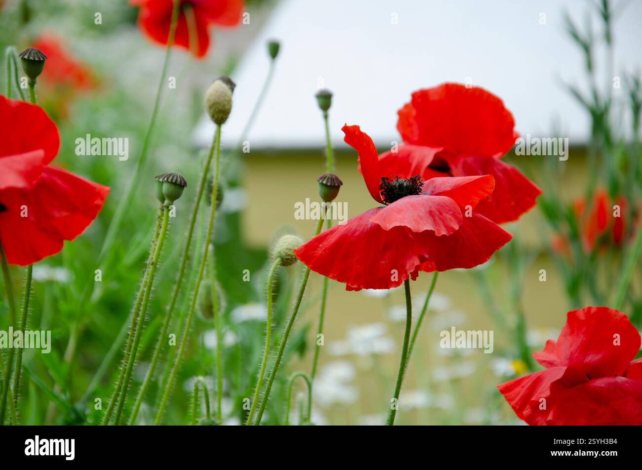 Beautiful red poppy poppy petals hi-res stock photography and images ...