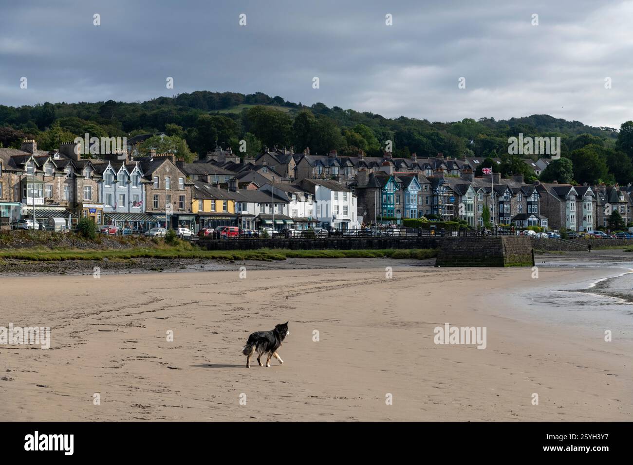 The village of Arnside, Cumbria, England, A Border Collie dog on the ...