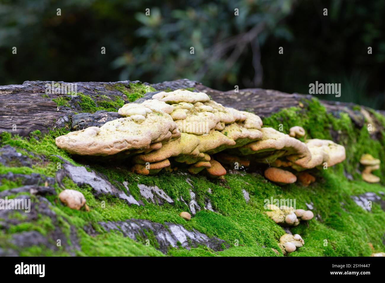 Large yellow fungus growing on hi-res stock photography and images - Alamy