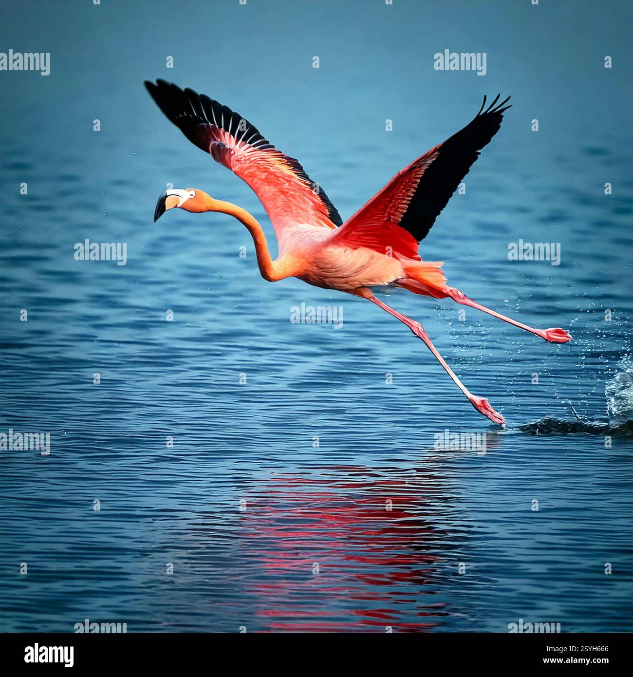 Pink flamingo beautiful birds hi-res stock photography and images - Alamy