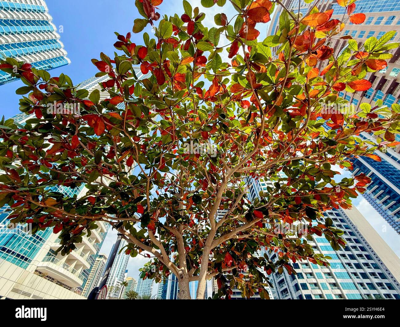 Duabi buildings hi-res stock photography and images - Alamy