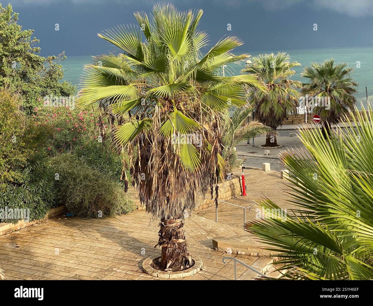 Middle East Palm Tree Stock Photo - Alamy