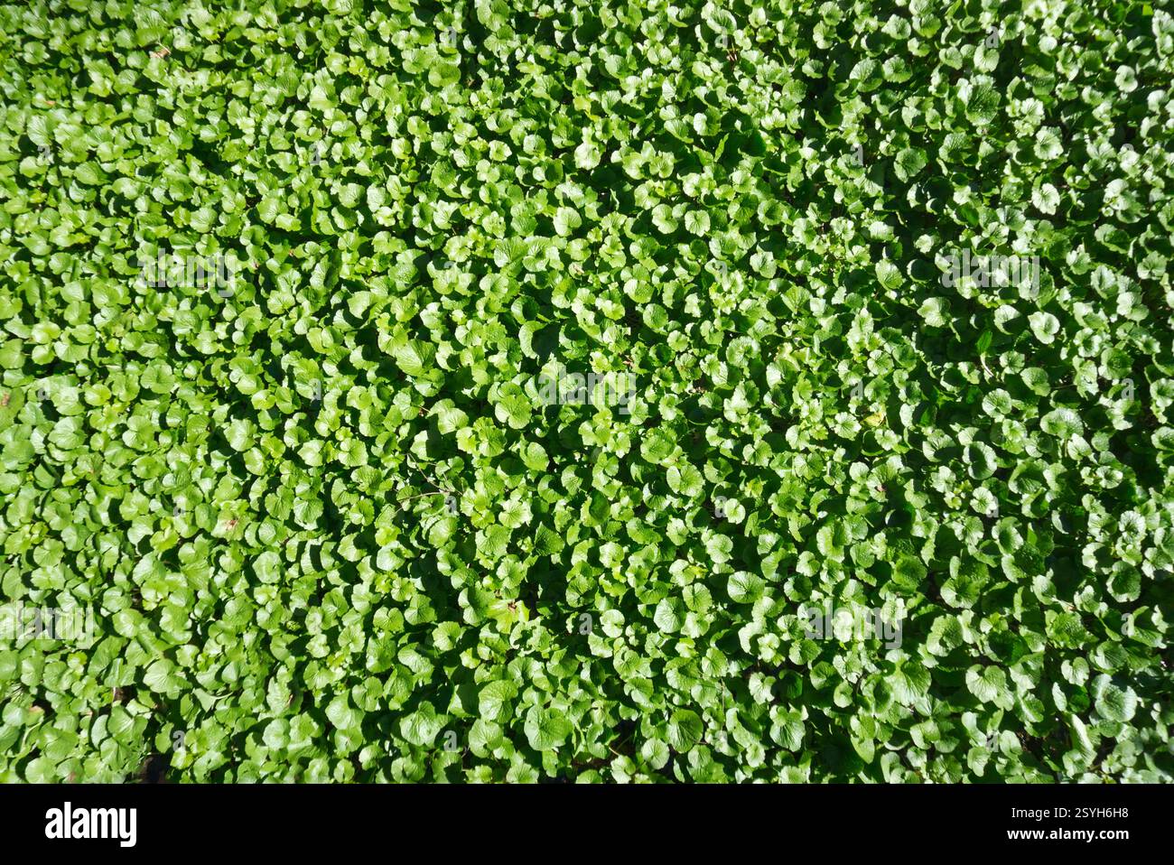 Wasabi field hi-res stock photography and images - Alamy