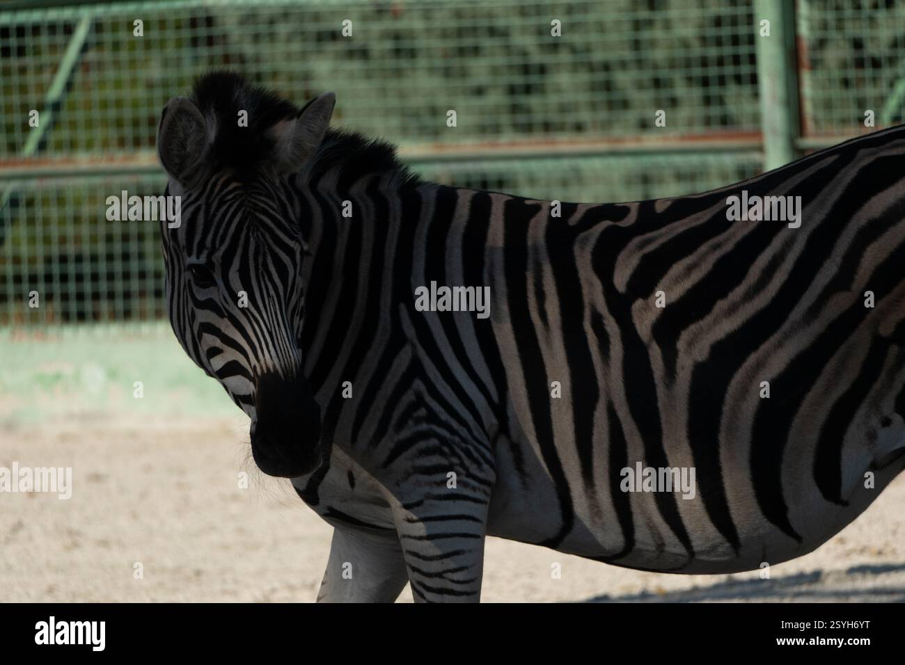 Zebra skin exhibition hi-res stock photography and images - Alamy
