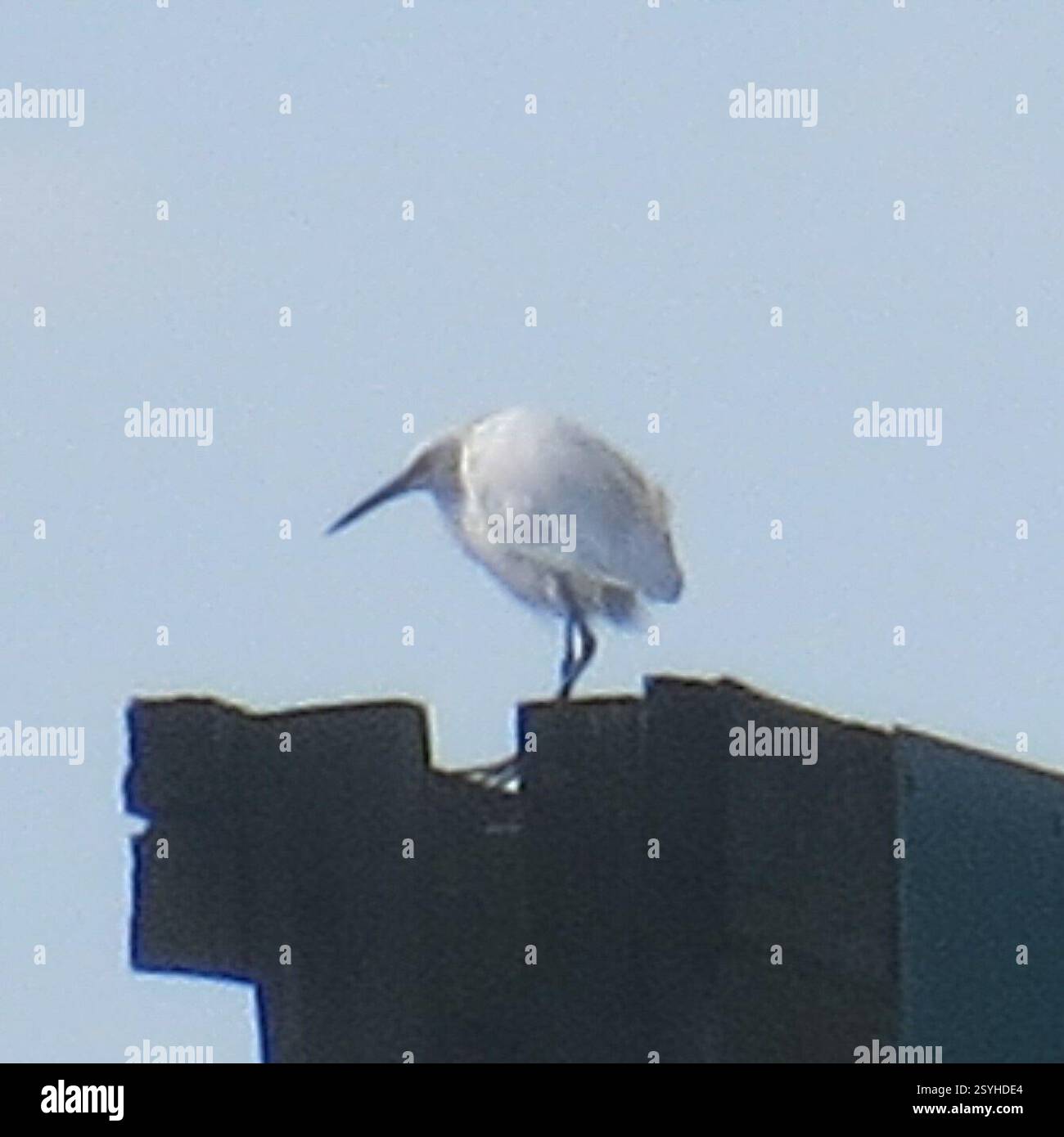 Snowy Egret (Egretta thula), Aves, Bull River, Georgia, USA, in bull ...