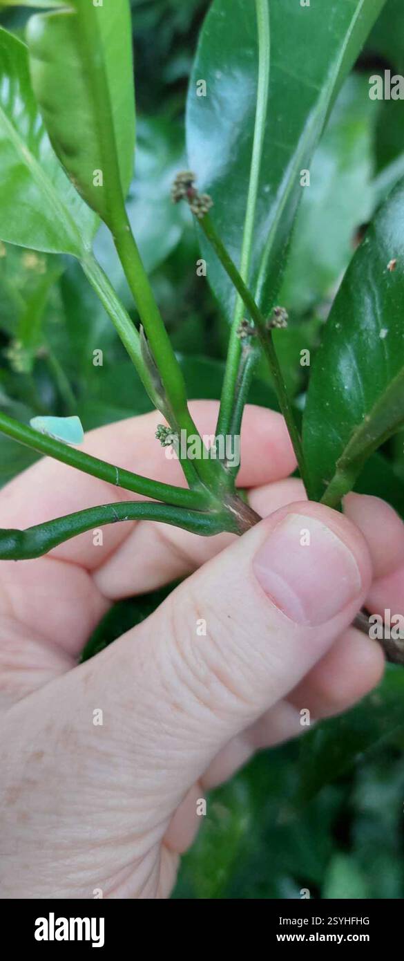 (Pitaviaster haplophyllus), Plantae, Australia, North Queensland ...