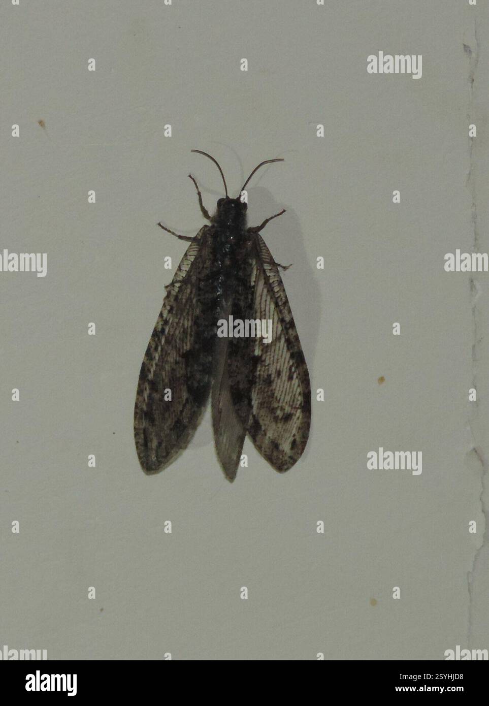 Giant Lacewing (Polystoechotes punctata), Insecta, Osoyoos, BC V0H ...