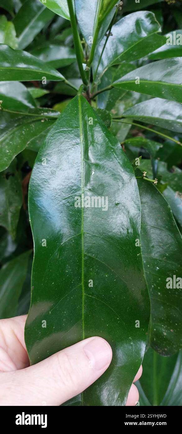 (Pitaviaster haplophyllus), Plantae, Australia, North Queensland ...