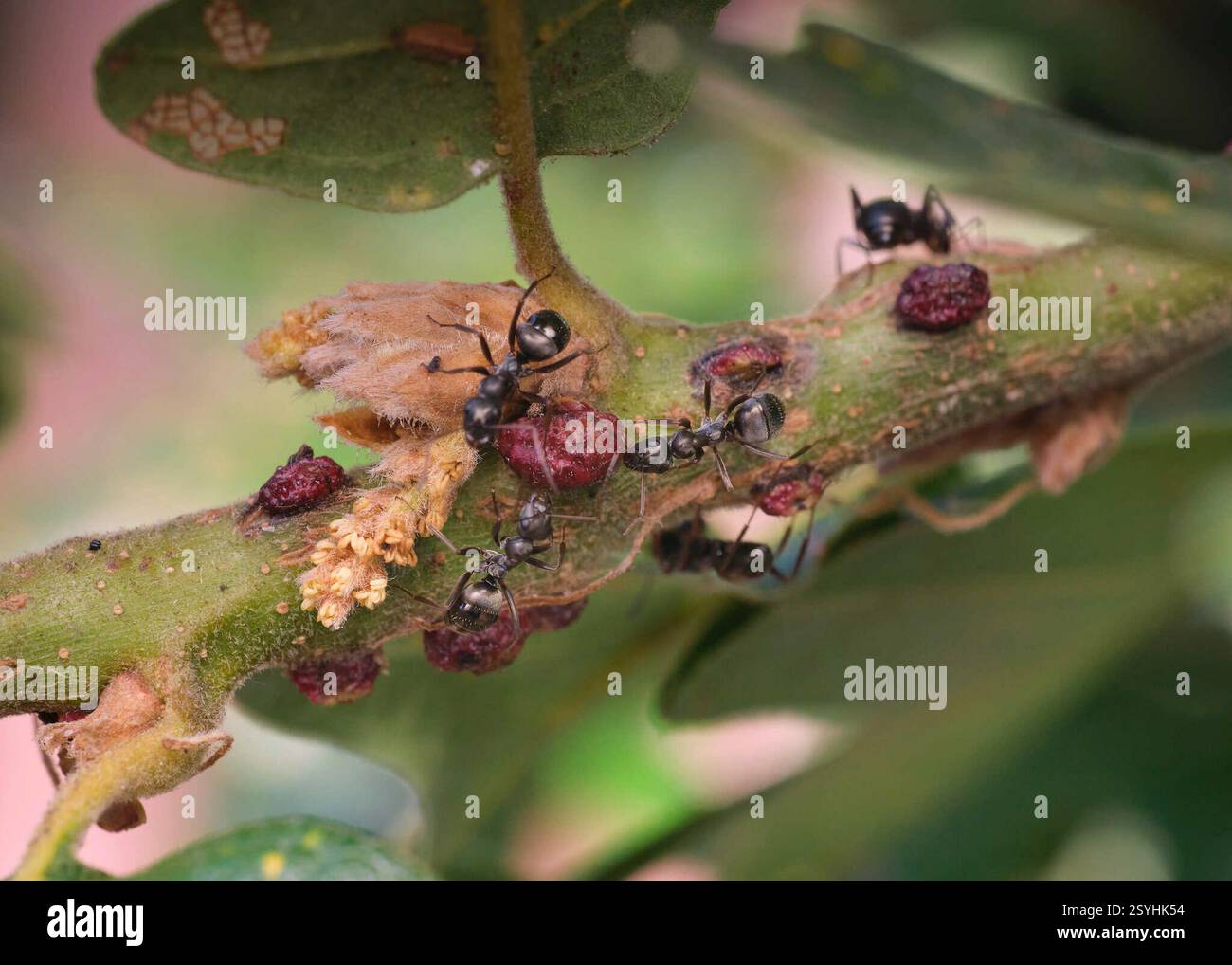 fusca-group Field Ants and Allies (Formica fusca), Insecta, Martha ...