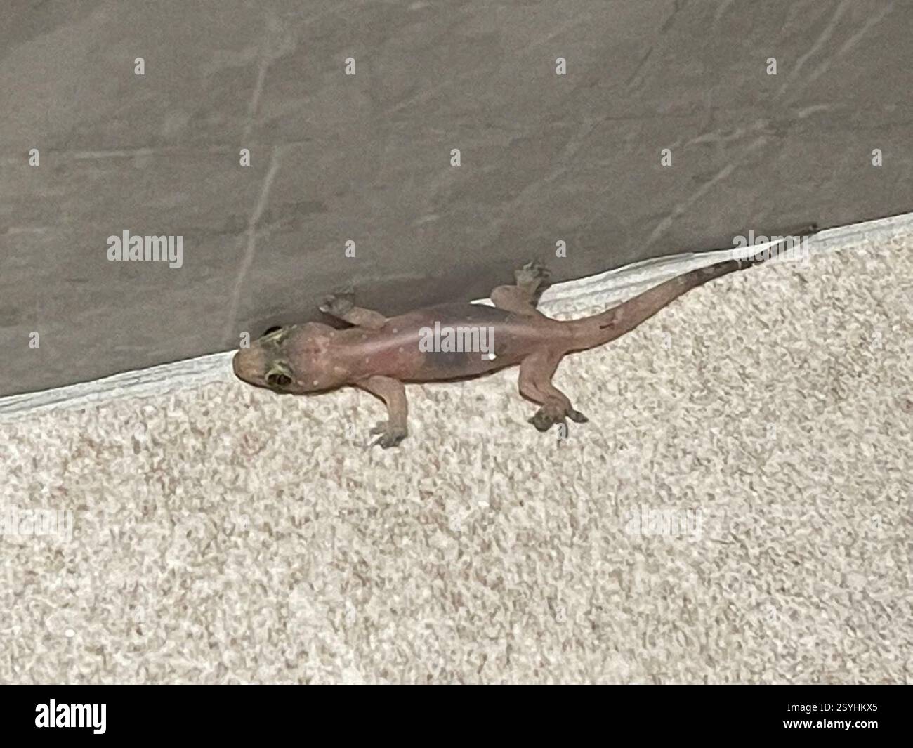 Four clawed gecko hi-res stock photography and images - Alamy